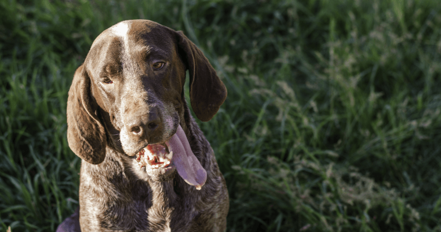Spanish dog breeds: From the Spanish Mastiff to the Spanish Greyhound